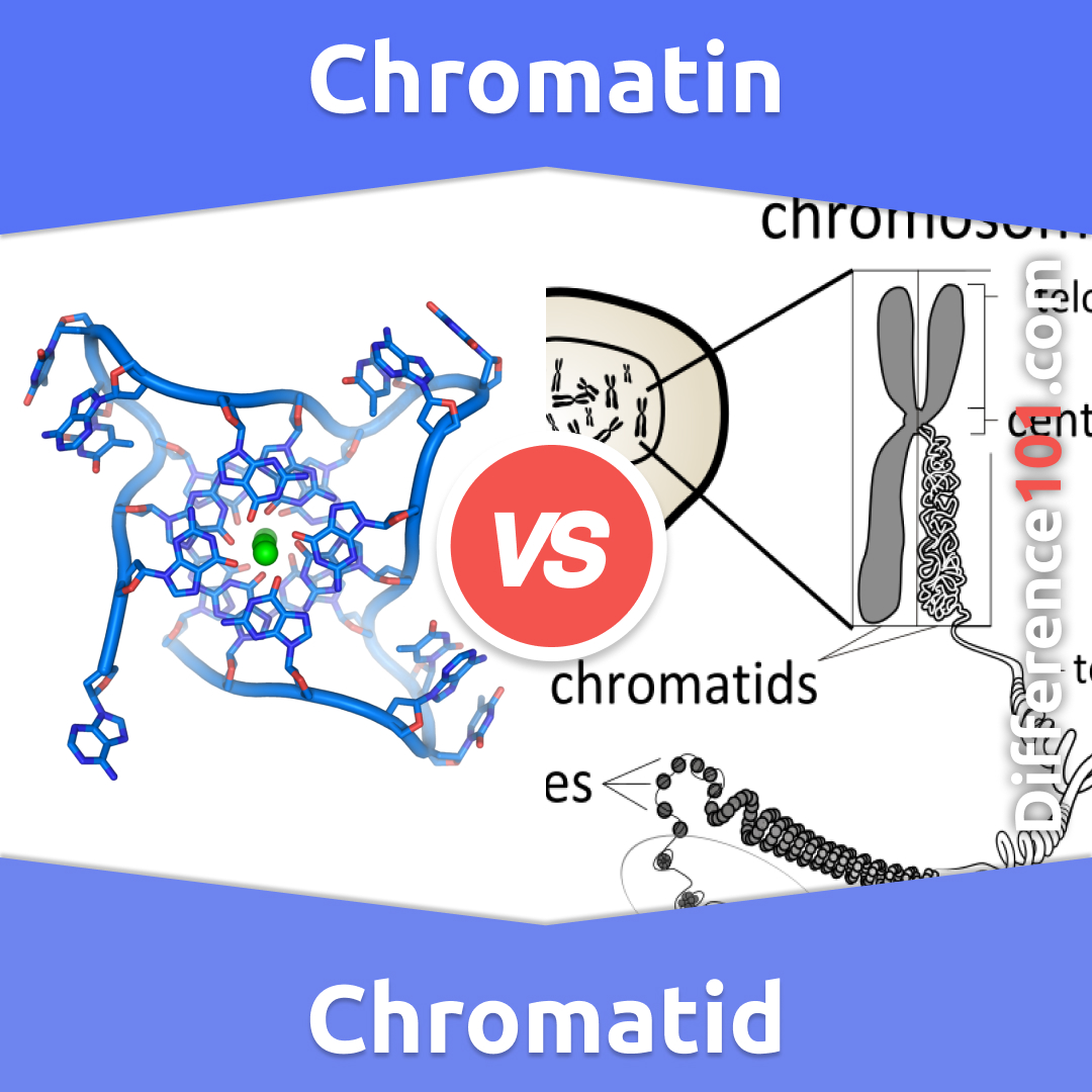 Chromatin vs. Chromatid: 5 Key Differences, Pros & Cons, Similarities ... Chromatin vs. Chromatid: 5 Key Differences, Pros & Cons, Similarities ...