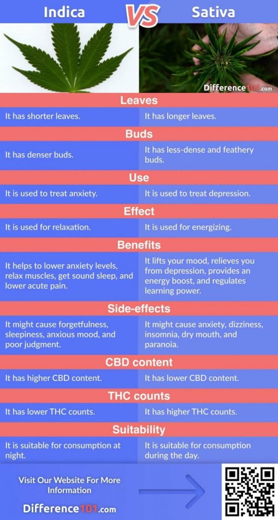 Indica vs. Sativa vs. Hybrid: What’s The Difference? ~ Difference 101 Indica vs. Sativa vs. Hybrid: What’s The Difference? ~ Difference 101