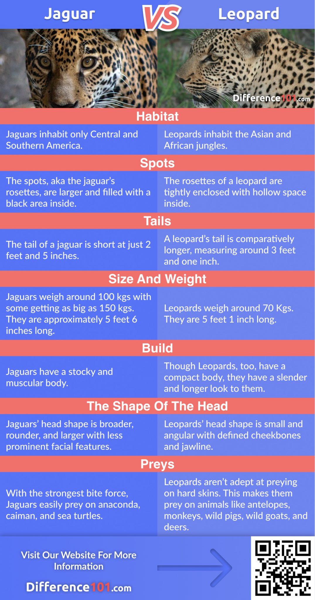 Jaguar vs. Leopard: Differences, Pros & Cons, and Which is Stronger ...