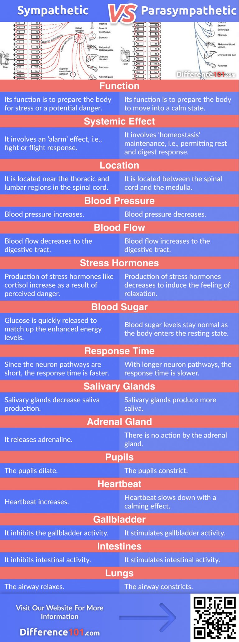 Sympathetic vs. Parasympathetic: Differences, Similarities, and ...