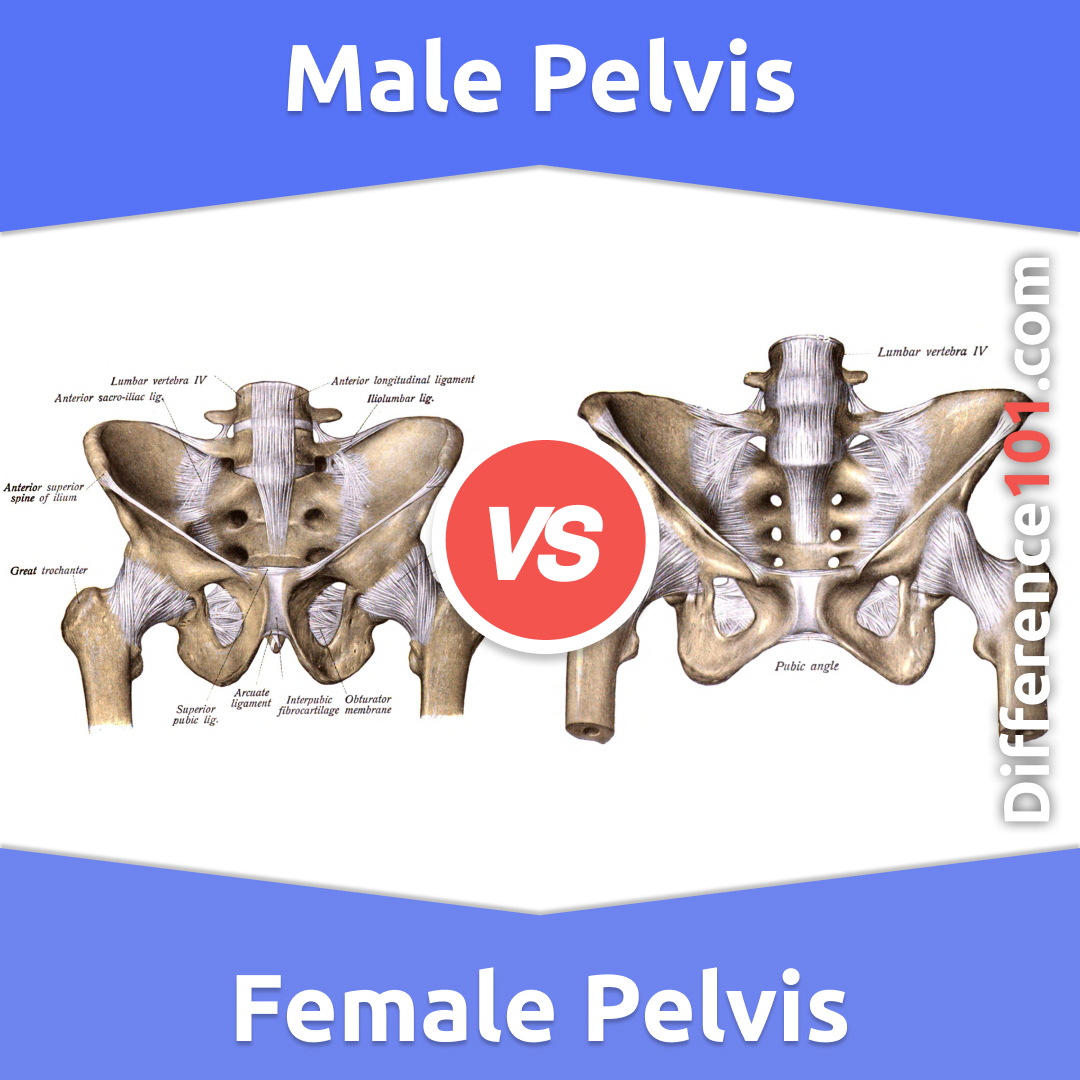 Obturator Foramen Male Vs Female